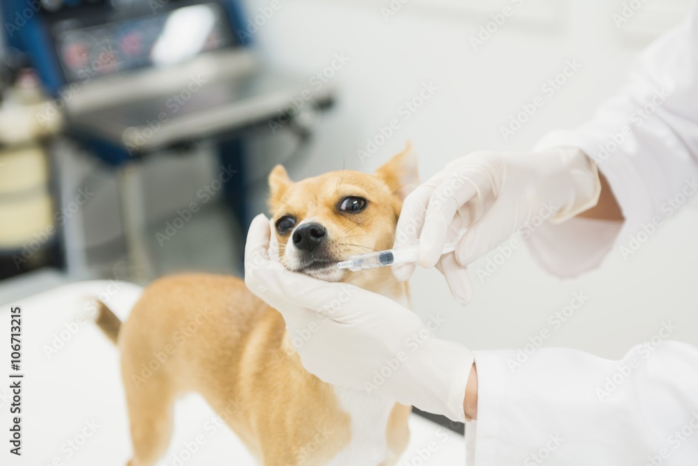 Veterinarian giving an injection to a dog Stock Photo | Adobe Stock