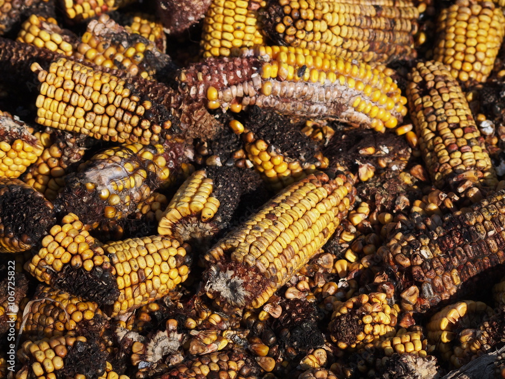 Moldy corn background, Aflatoxin - Aspergillus flavus and Aspergillus ...