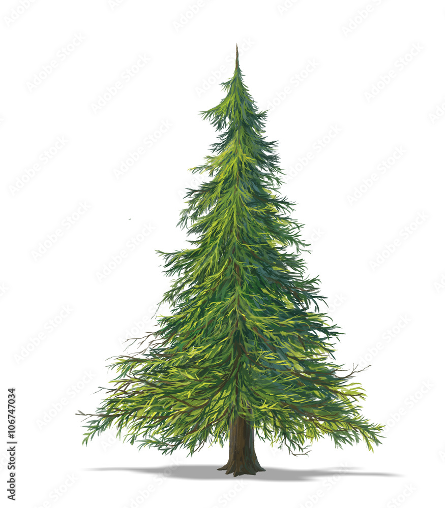 pine tree isolated on white background illustration Stock Illustration ...