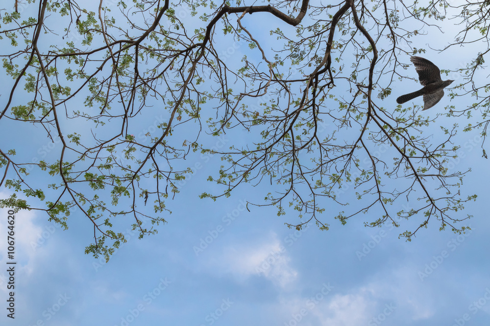Branches of big Rain tree against blue sky with female Asian Koel ...