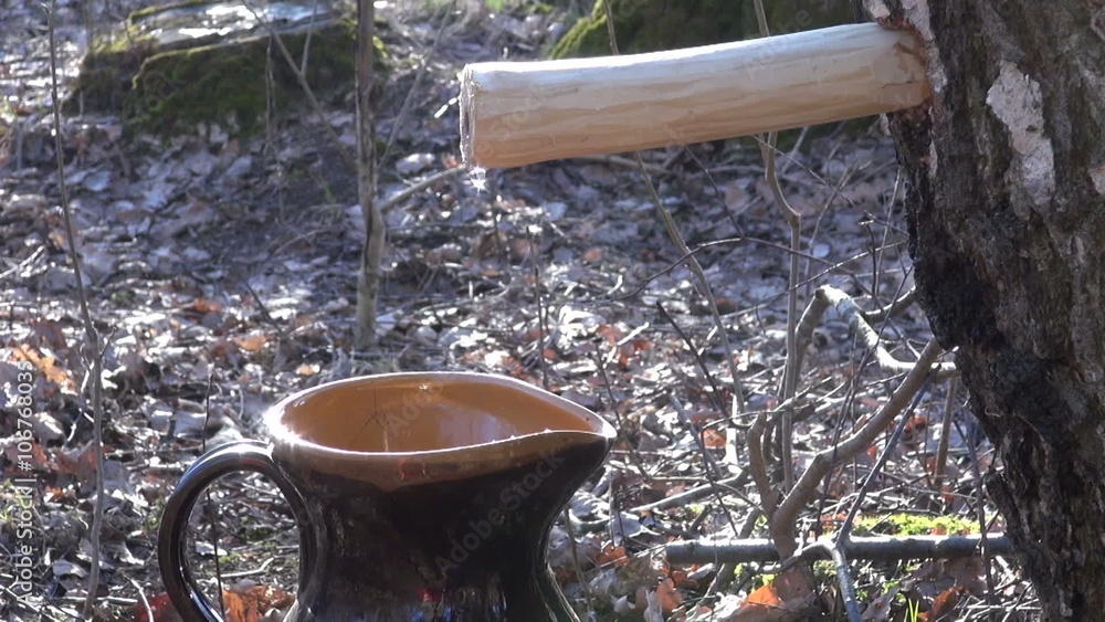 Birch tree sap dripping in clay jug through wooden peg on sunny spring ...