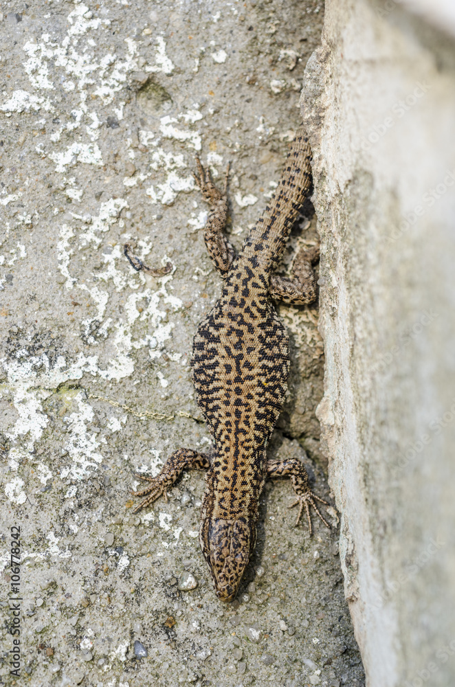 Lizard on a concrete wall and textures. Stock Photo | Adobe Stock