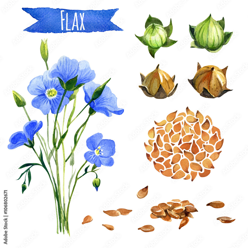Flax, hand-painted watercolor set, vector clipping paths included Stock ...
