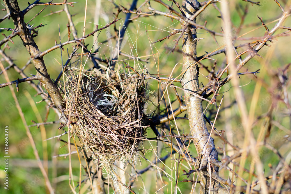 Nest of birds in the woods made inside on bush Photos | Adobe Stock