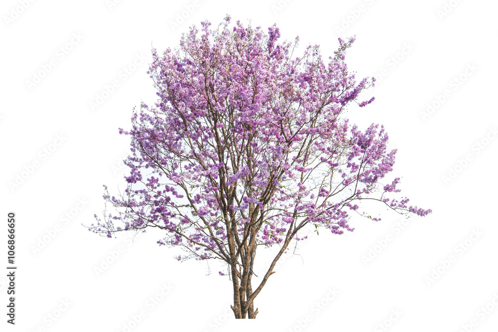 pink flowers tree isolated on white background Stock Photo | Adobe Stock