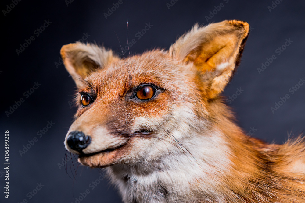 Le Renard roux empaillé Stock Photo | Adobe Stock