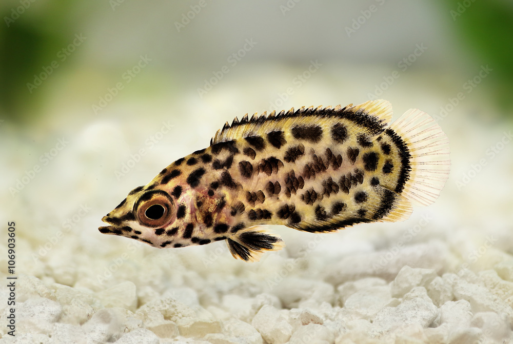 Leopard Bush Fish