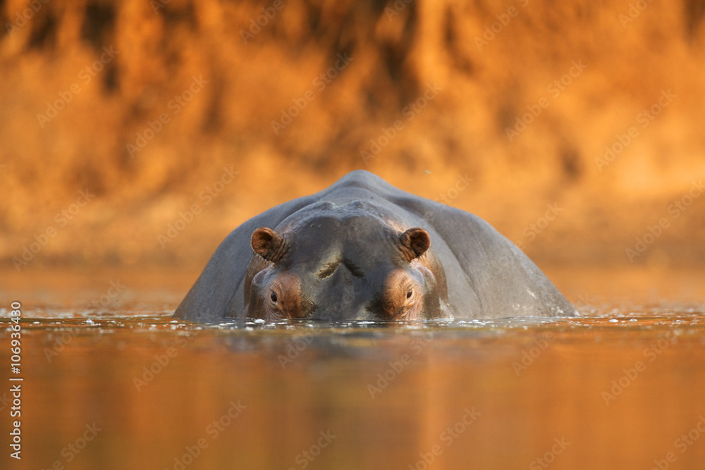 Hippopotamus / Hippo - Hippopotamus amphibius - at sunset, Mana Pools ...