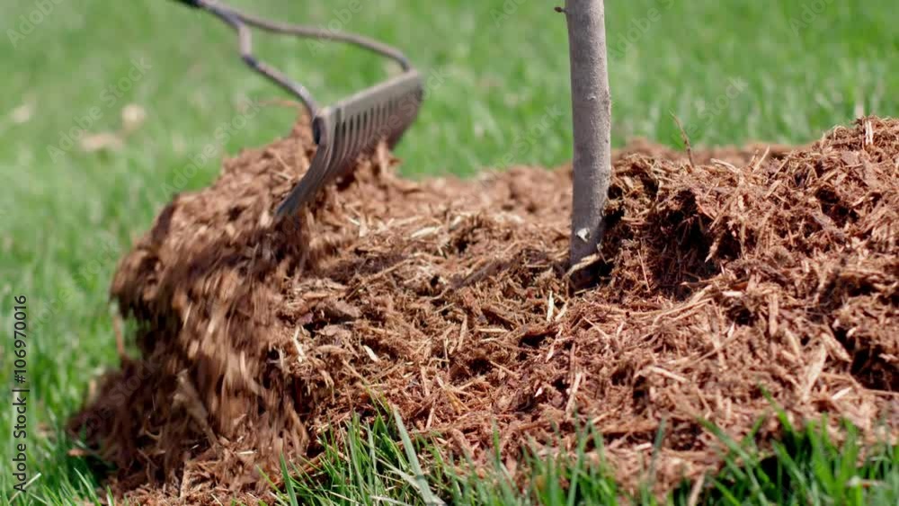 Detail of raking mulch around the trunk of a young sapling. Slow motion ...