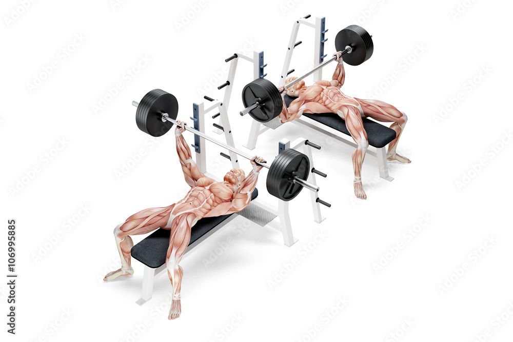 Barbell Bench Press exercise. Anatomical 3D illustration. Isolat Stock ...