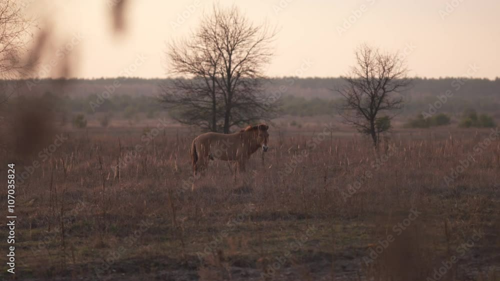 Przewalski's wild horses eating dry grass at Chernobyl zone of ...