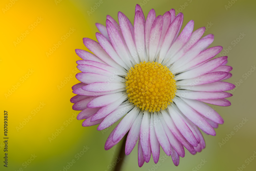 common daisy Stock Photo | Adobe Stock