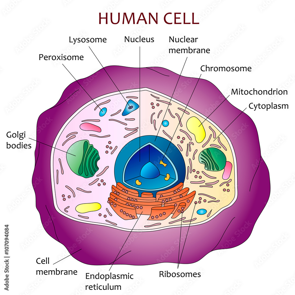 Human Cell Diagram Vector De Stock Adobe Stock Human Cell Diagram Vector De Stock Adobe Stock