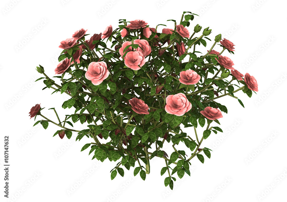 3D Illustration Pink Rose Bush on White Stock Illustration | Adobe Stock