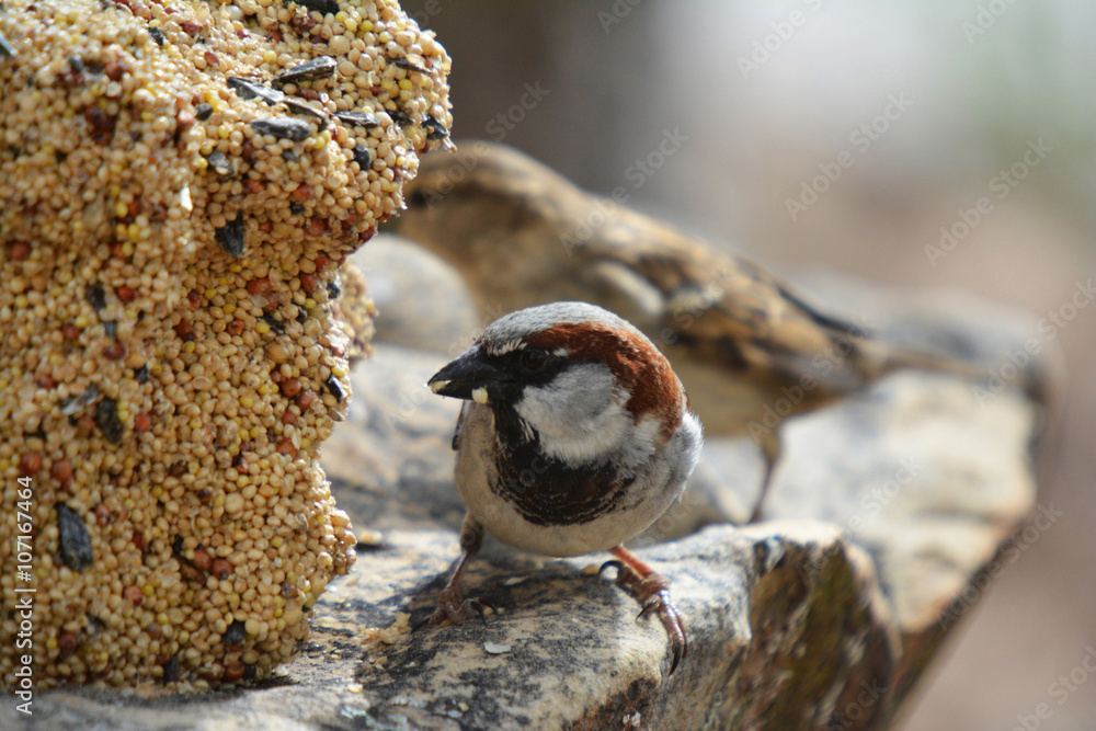 Southwest USA Beautiful Black bill Male House Sparrow Black mask ...
