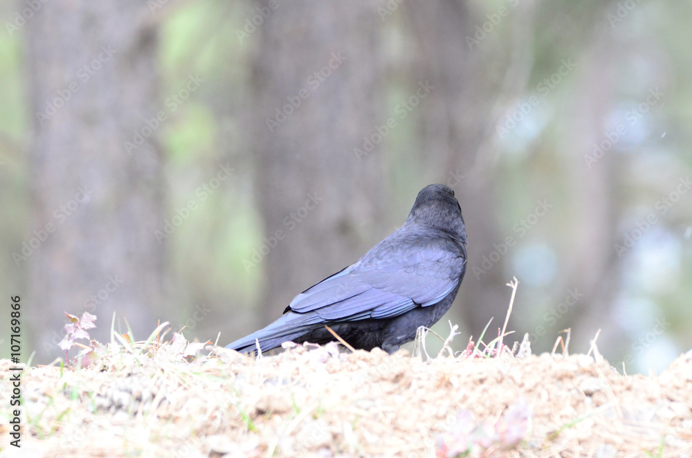 Southwest USA Beautiful Common Raven or American Crow, are entirely ...