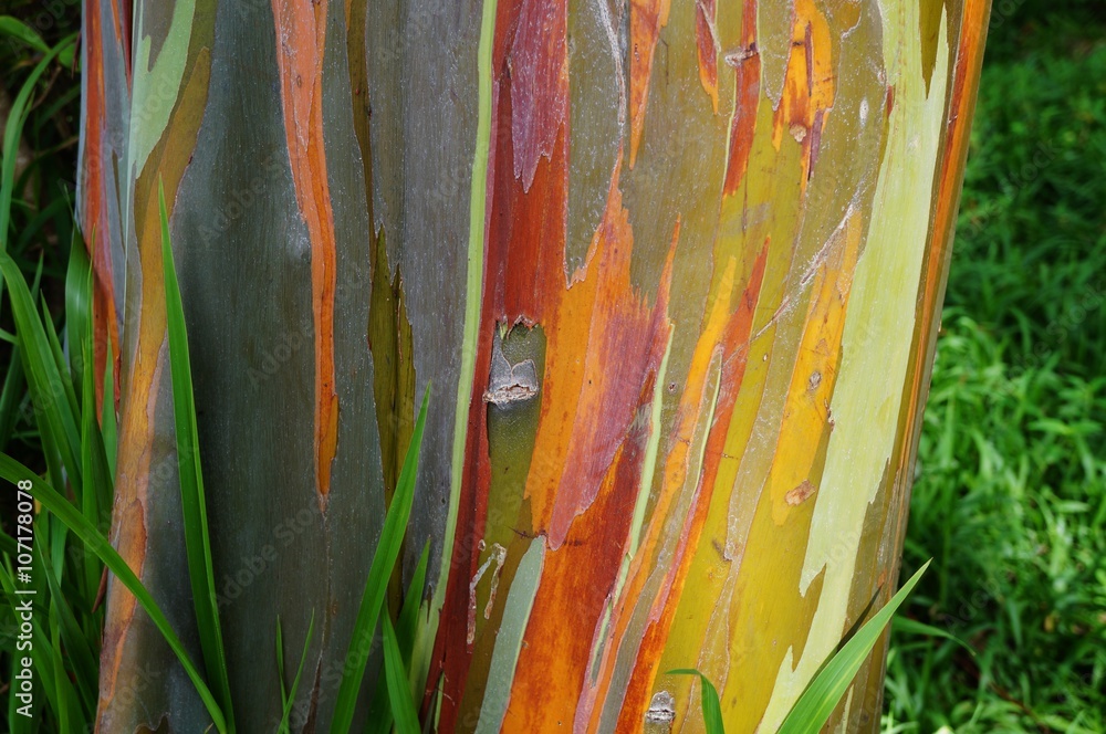 Painted eucalyptus tree on the Road to Hana in Maui, Hawaii Stock Photo ...