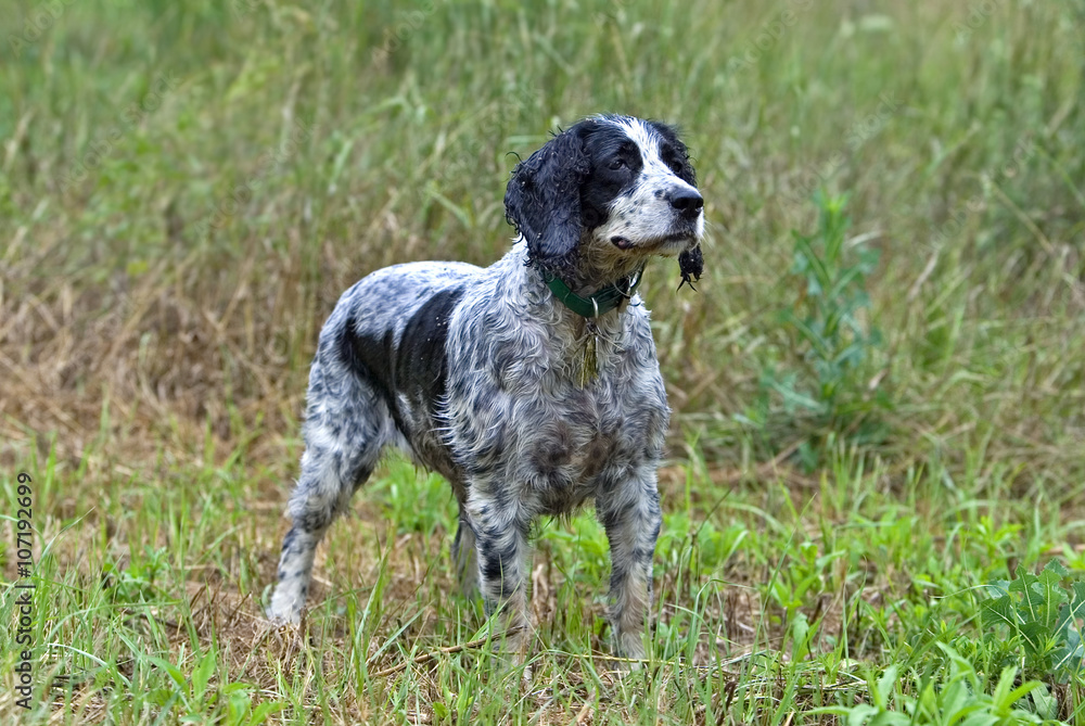 English Springer Spaniel pointing in tall grass. Stock Photo | Adobe Stock
