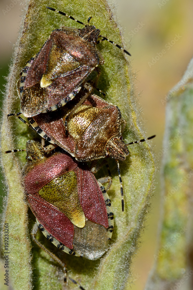 Hairy shieldbugs (Dolycoris baccarum). A group of true bugs in the family Pentatomidae on great ...