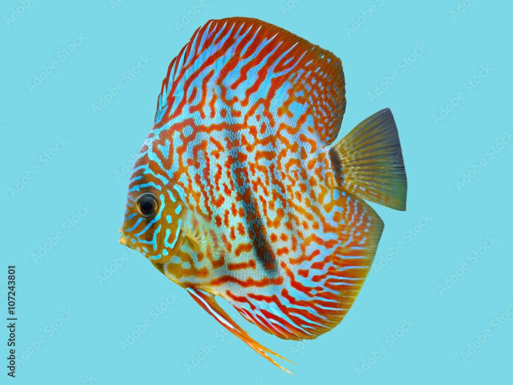 Red Turquoise Discus