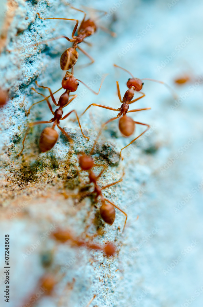 Group of red ants Stock Photo | Adobe Stock