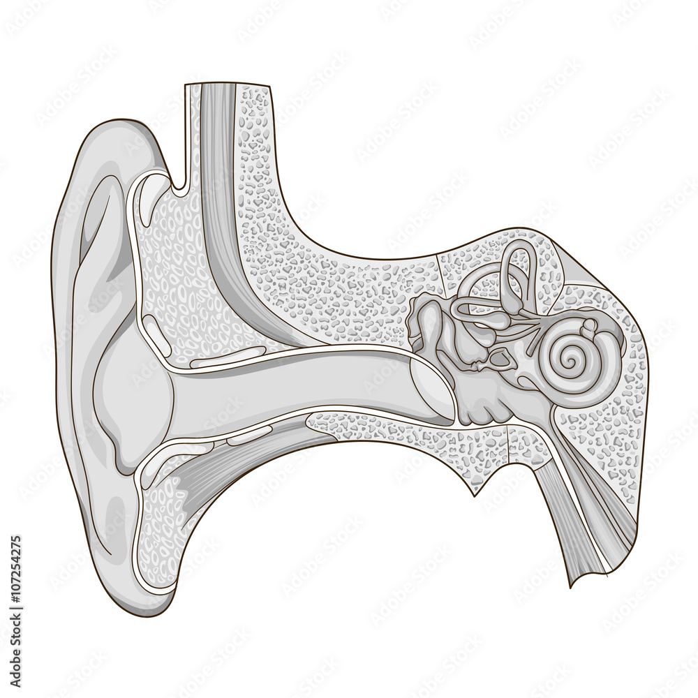 Human ear structure medical educational vector Stock Vector | Adobe Stock
