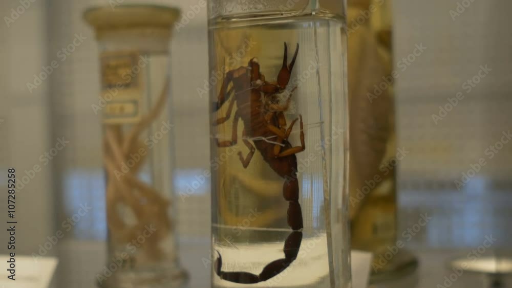 Scorpion preserved in formalin solution in a jar at the zoology ...