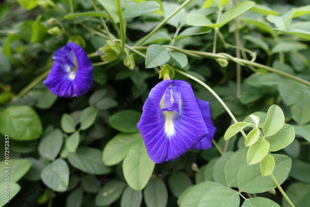 butterfly pea blue pea flower thai herbs Stock Photo | Adobe Stock