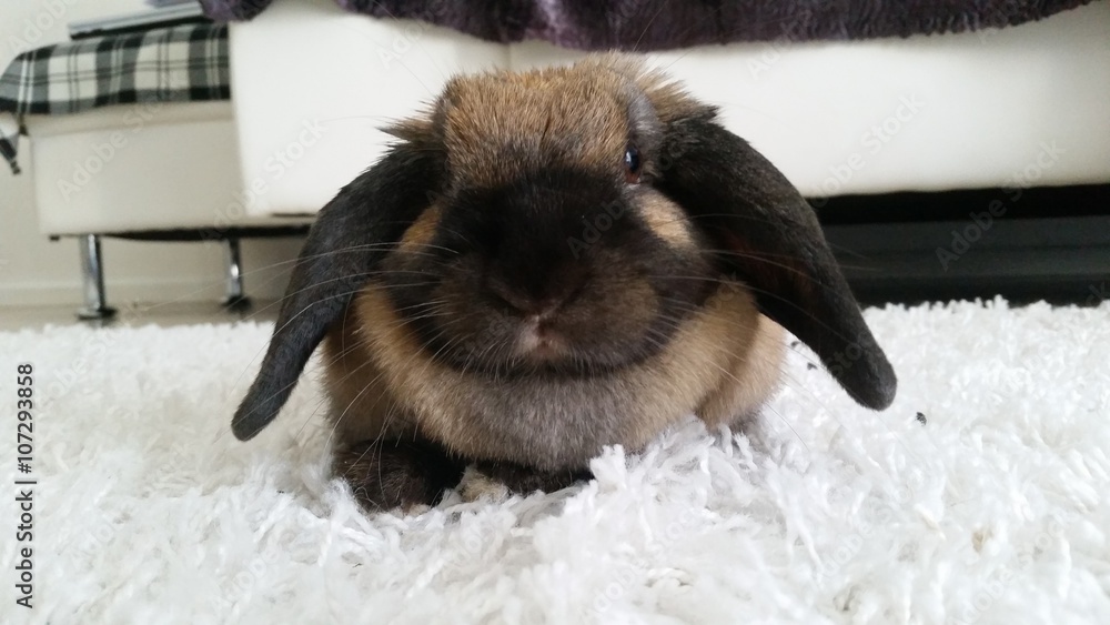 Le lapin le plus mignon au monde Stock Photo | Adobe Stock