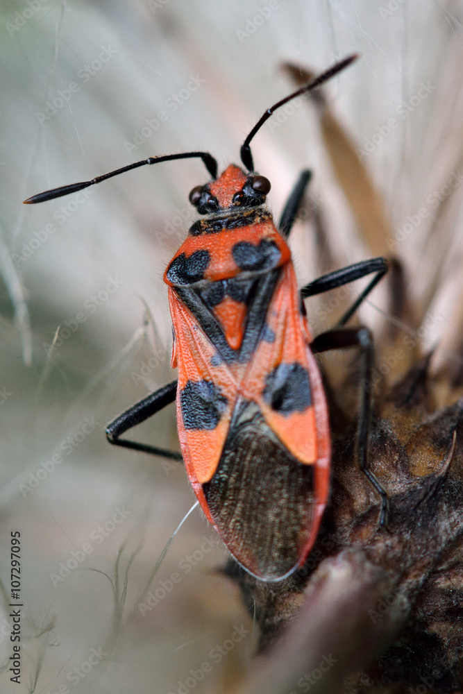 Corizus hyoscyami bug on thistle seedhead. Striking red and black true ...