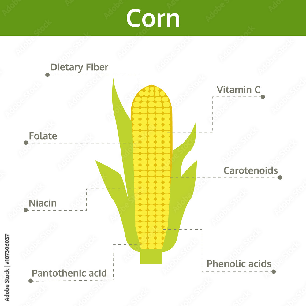 corn nutrient of facts and health benefits, info graphic vector Stock ...