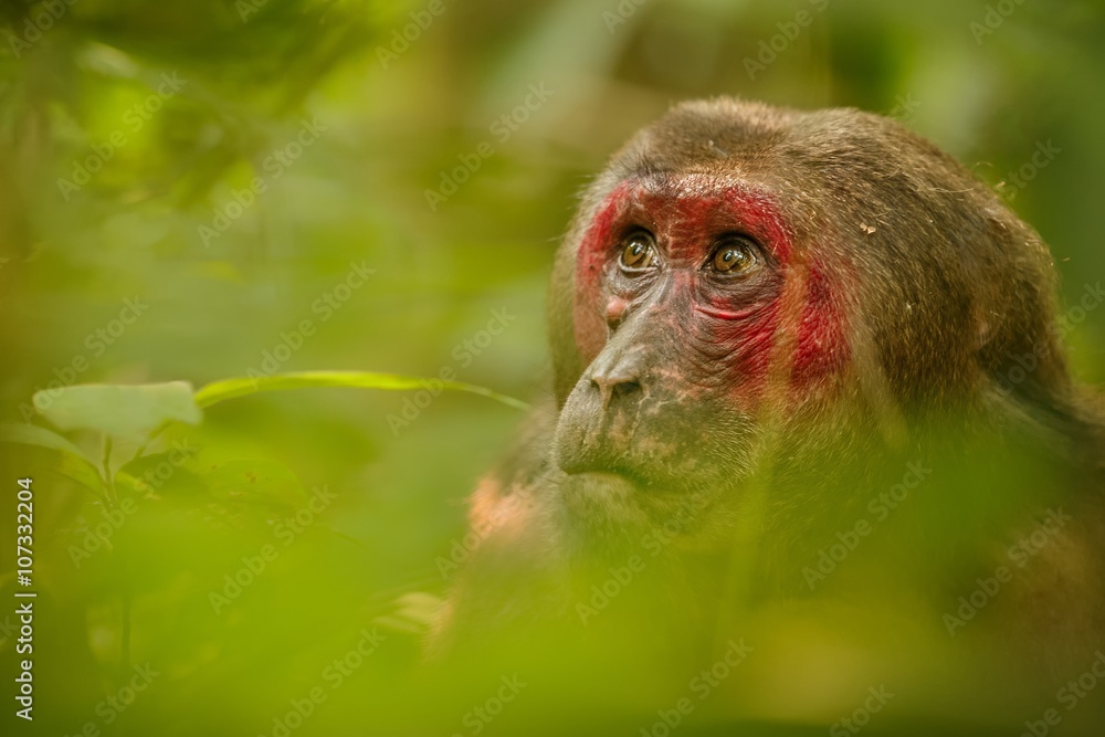 Foto de Stump-tailed macaque with a red face in green jungle/Stump ...