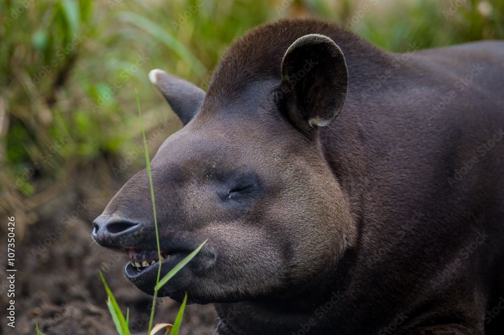Amazon Tapir