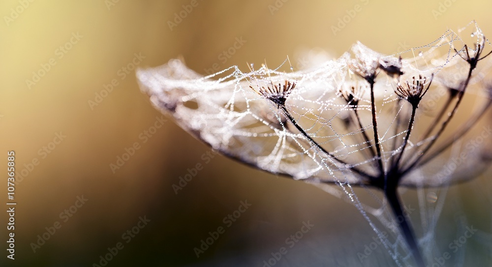 plant covered with spider webs in the morning Stock Photo | Adobe Stock