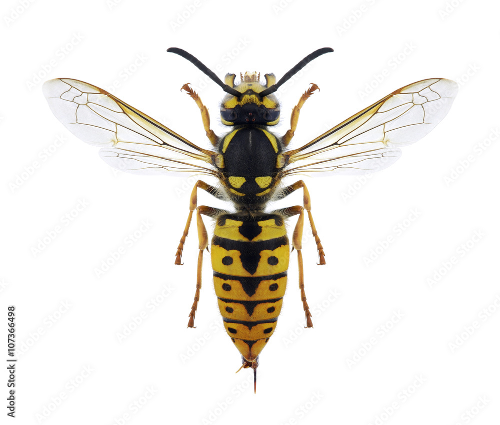 Wasp Vespula germanica (female) Stock Photo | Adobe Stock
