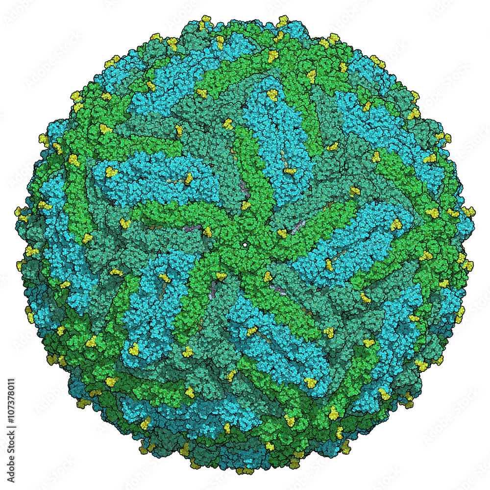 Zika virus. Atomic level structure, determined by cryo-EM. Stock ...