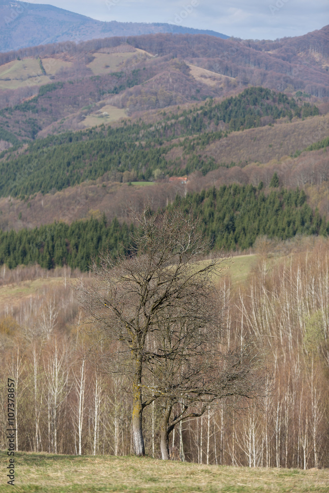 Spring scenery somewhere in the mountains of Transylvania. Stock Photo ...