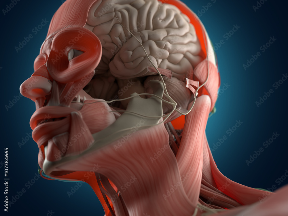 Anatomy head muscles and brain. 3D illustration. Stock Illustration ...