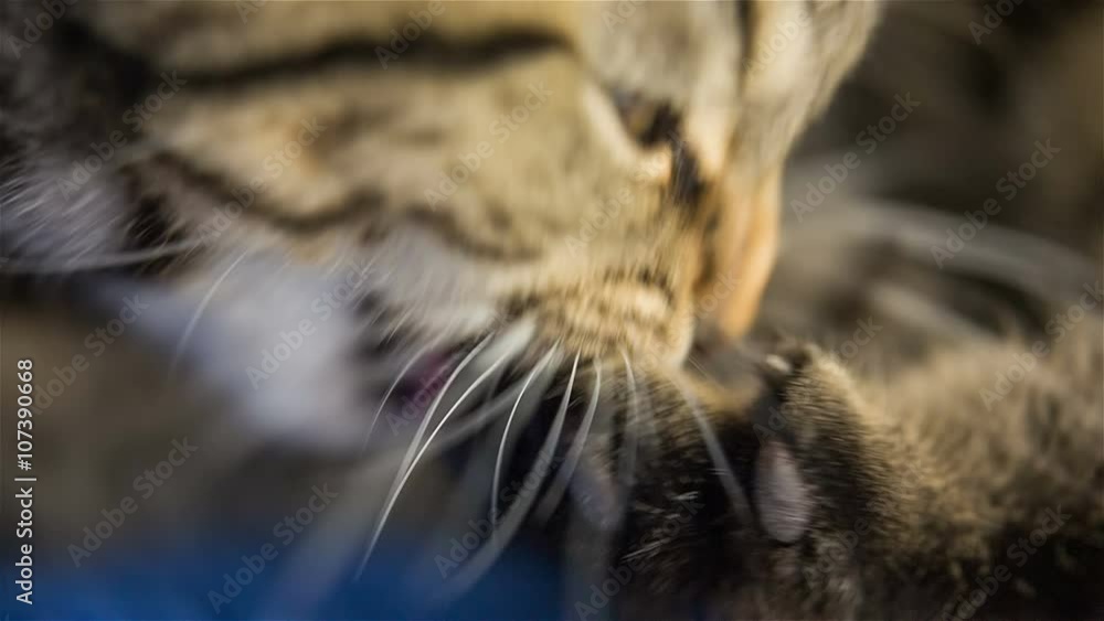 Cat bite and lick paw close up Stock Video | Adobe Stock