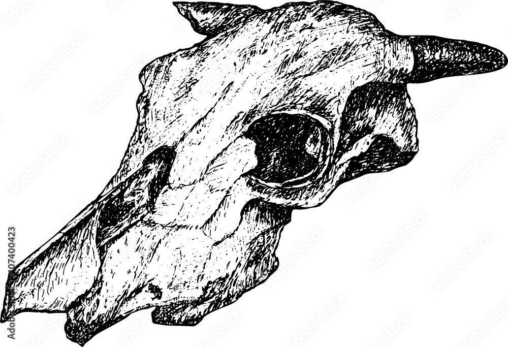 Pencil hand drawn of the cow skull. Vector illustration. Stock Vector ...