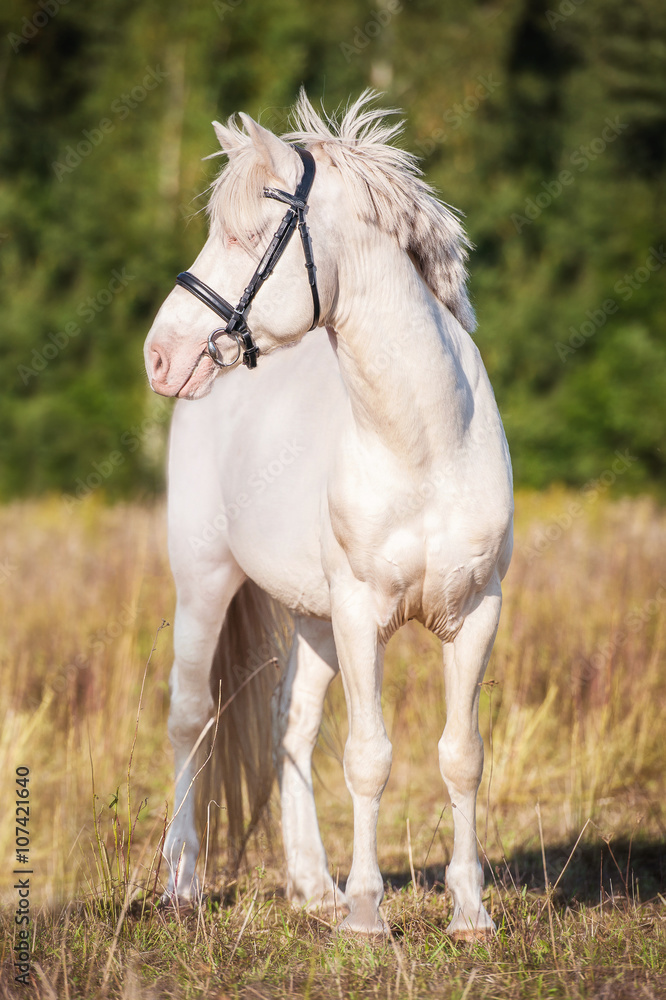 Beautiful albino horse with blue eyes standing on the pasture in summer ...