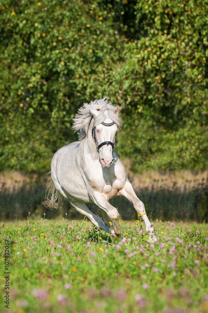 Beautiful albino horse running on the field in summer Stock Photo ...