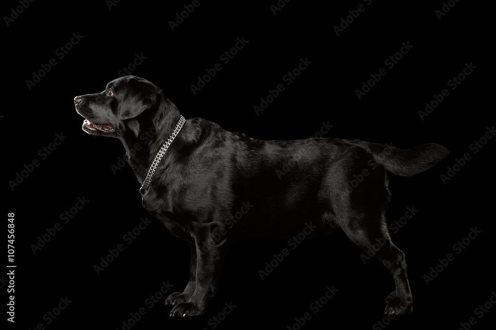 Muscle Labrador Dog Standing in Profile view, Isolated on black Stock ...