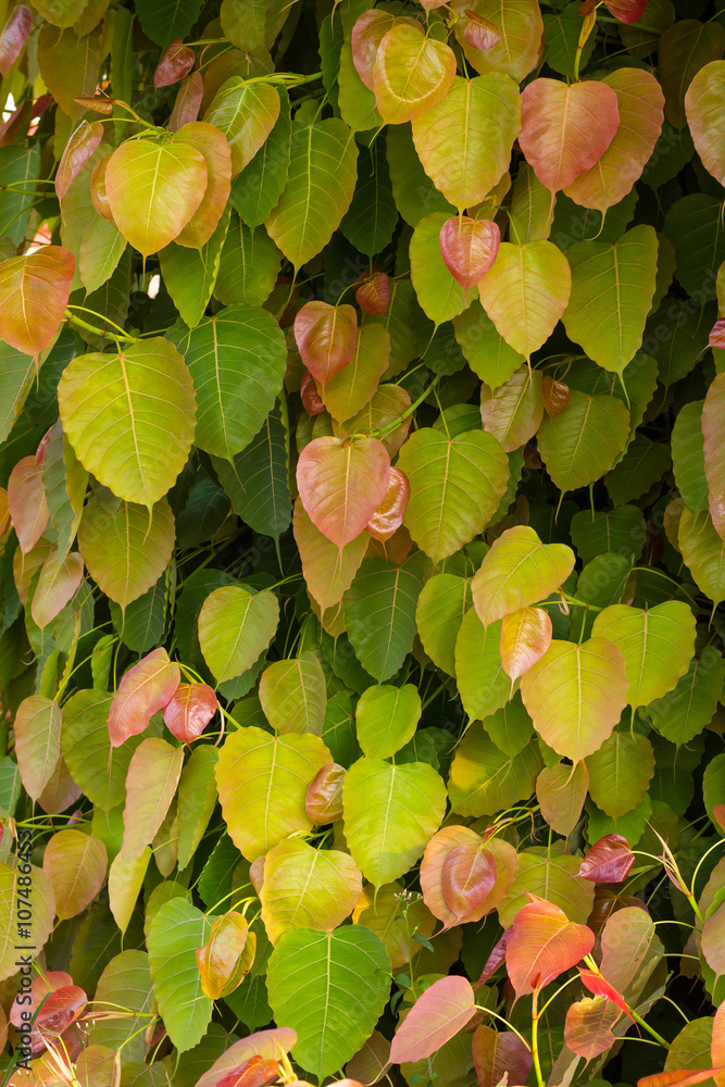 .Bo leaves beautiful background. Stock Photo | Adobe Stock
