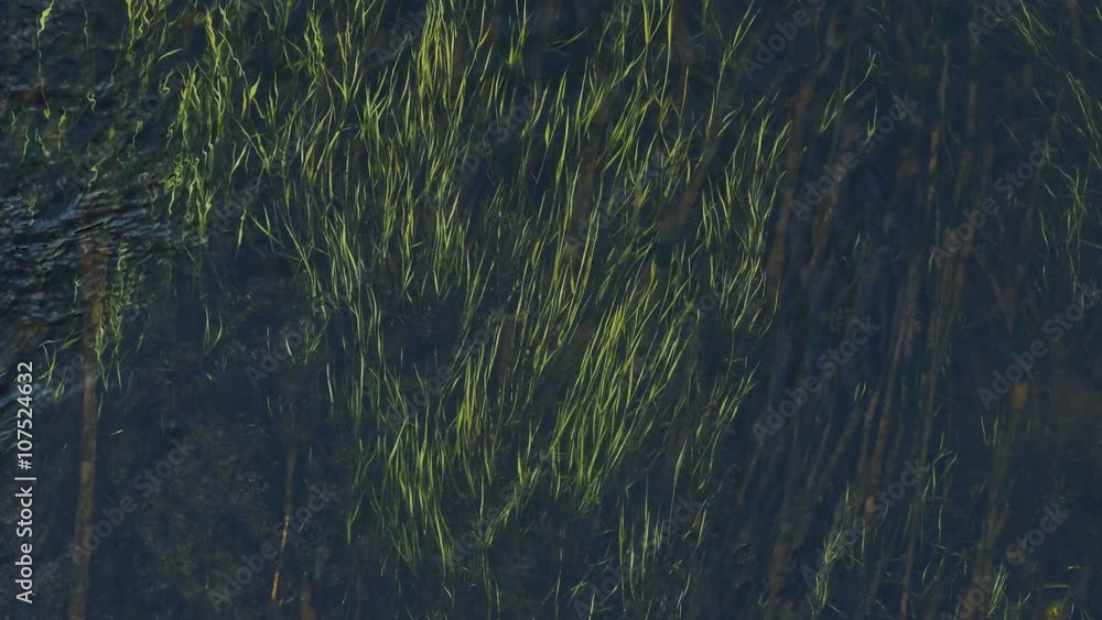 green grass under water, algae nature landscape for river water flows ...