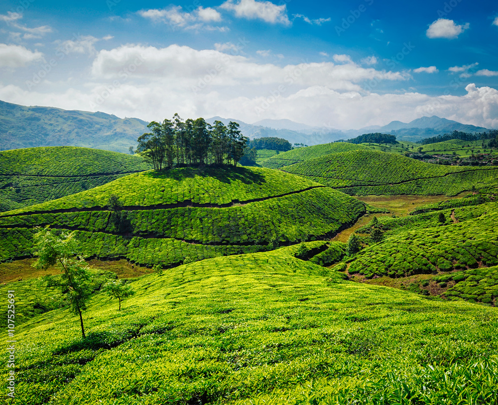 Tea plantations foto de Stock | Adobe Stock