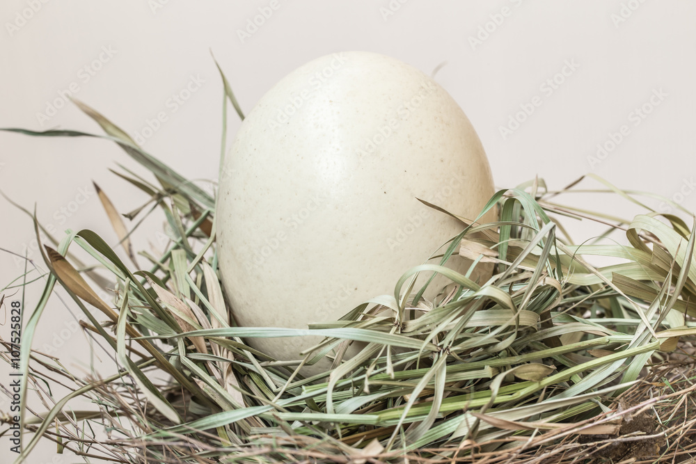 Ostrich Egg In Nest