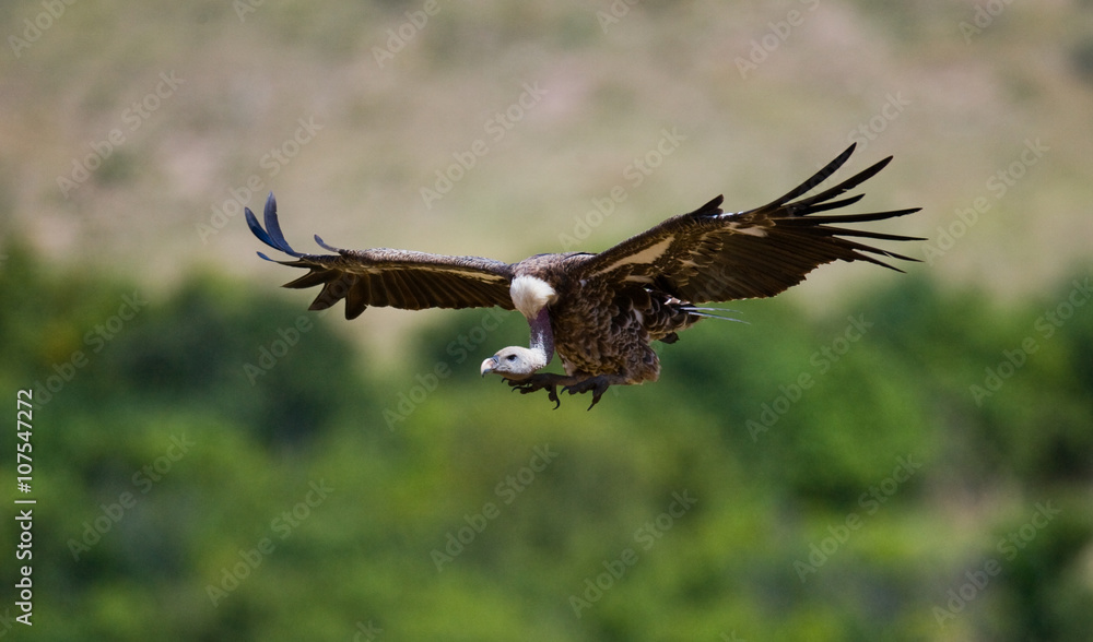 Predatory bird in flight. Kenya. Tanzania. Safari. East Africa. An ...