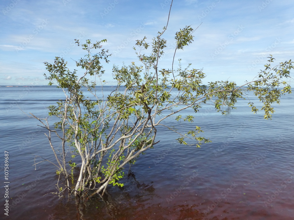 Camu camu fruit (Myrciaria dubia) on the tree, on the banks of the ...