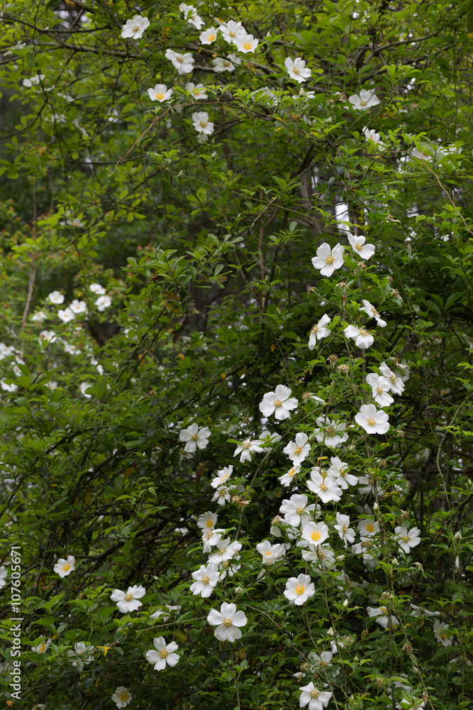 Overgrown Cherokee Rose vine growing wild Stock Photo | Adobe Stock